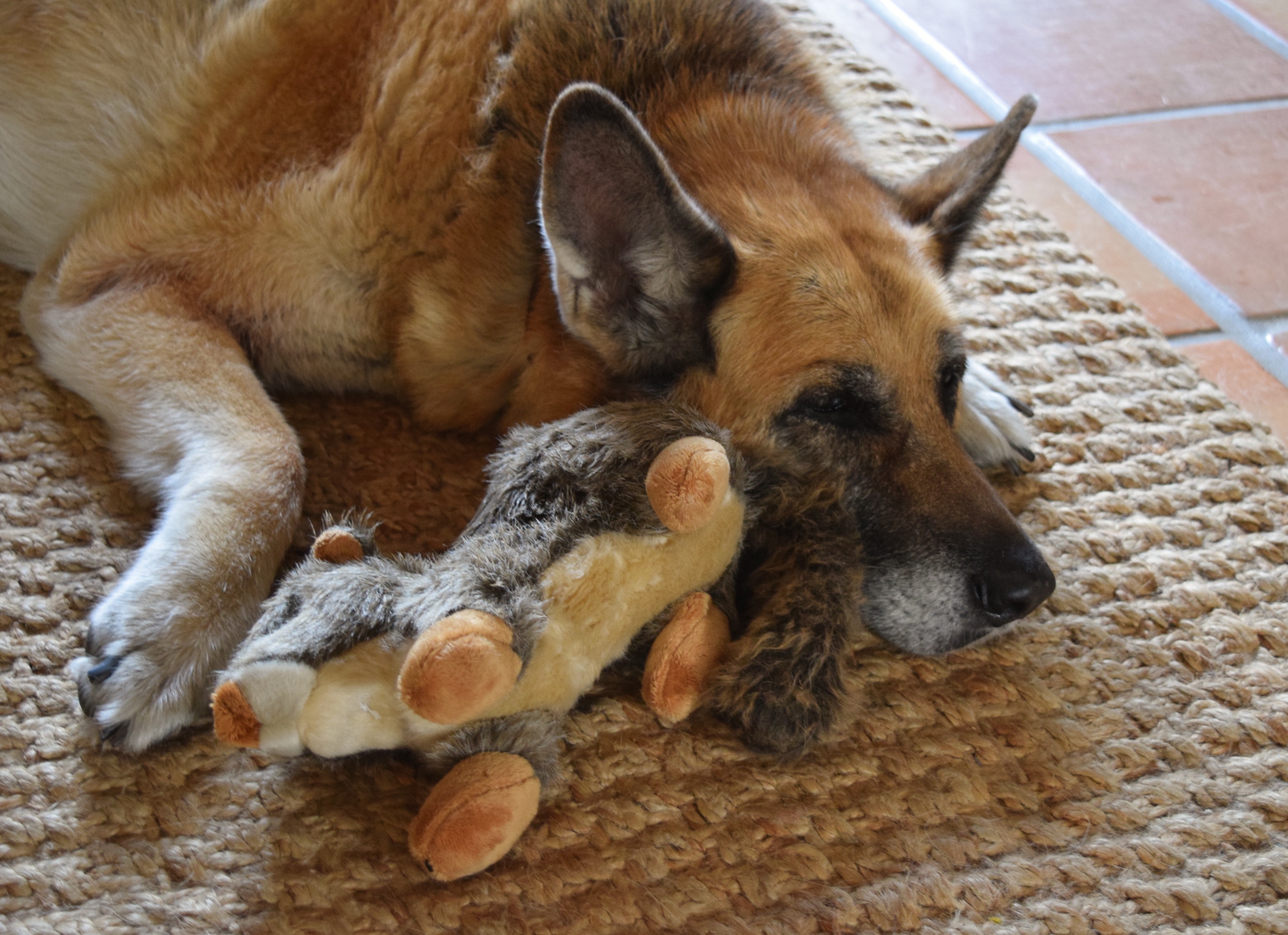 Emma & Squirrel 2 | JjD