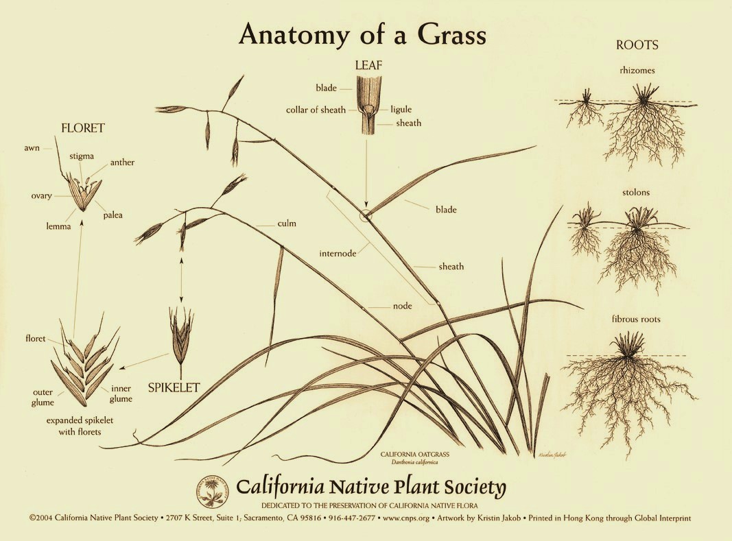 Anatomy of a grass. | JjD